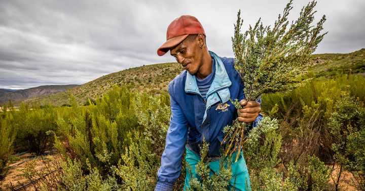 Honeybush tea from the Langkloof: a sweet deal all round